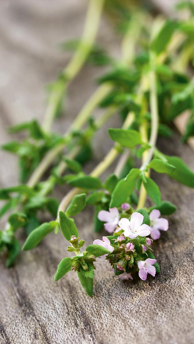 Common Thyme Thymol - Be Well In Beirut